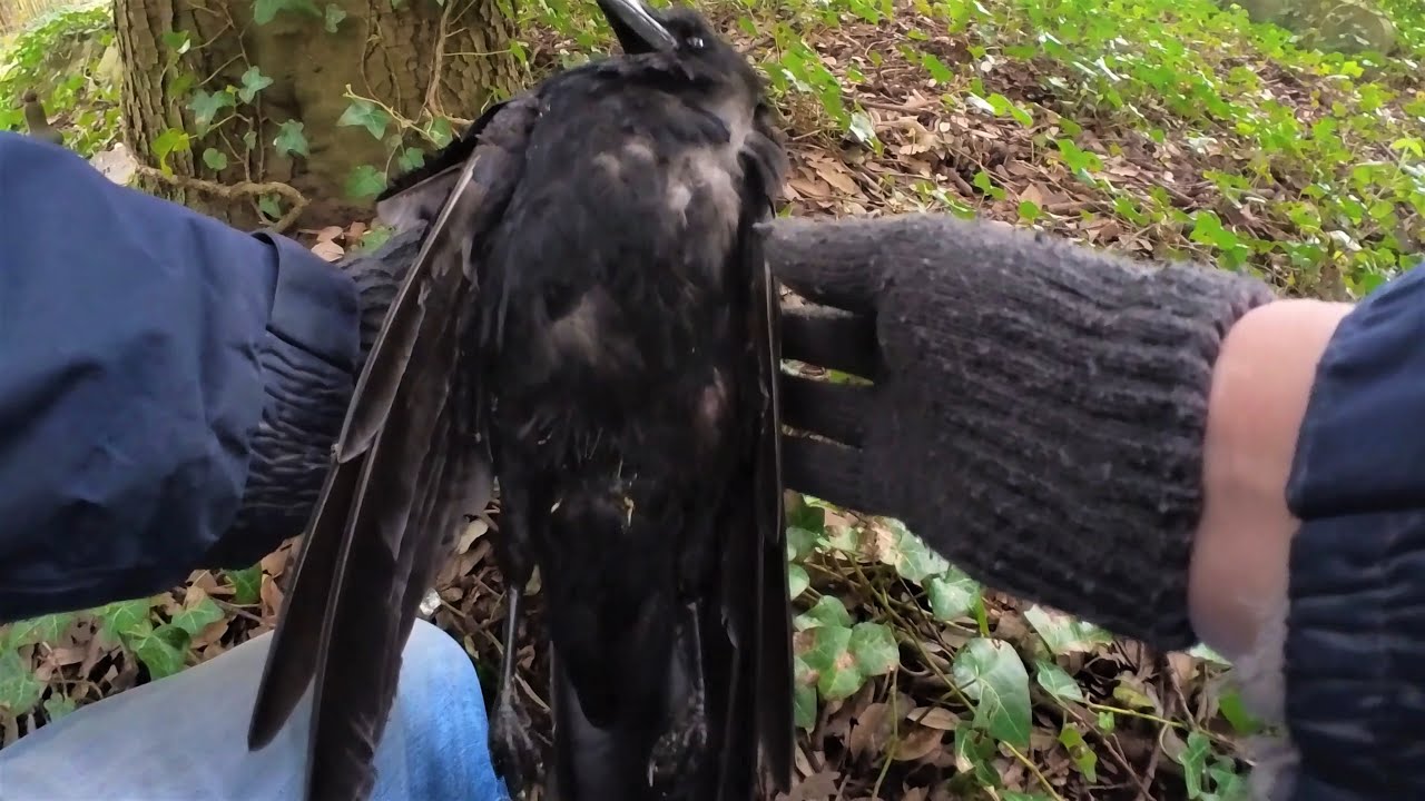 The Demise of a Crow 😞 / BodyCam / Cemetery Wildlife 4K - YouTube