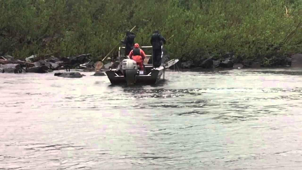 Maryland DNR Electro Fishing/Shocking Potomac - YouTube