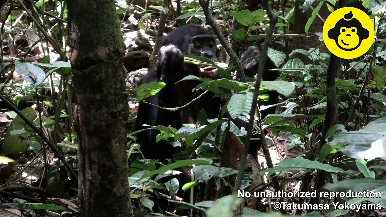 An adult female bonobo is feeding on the ground!【Observations of ...