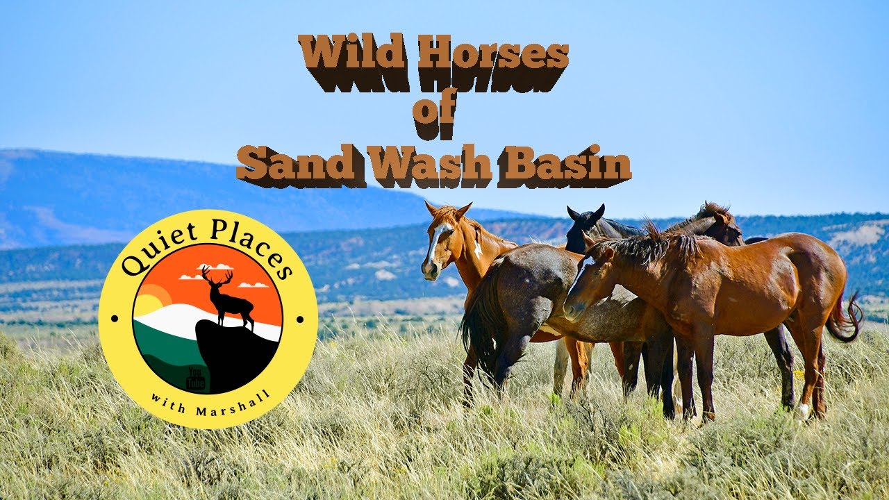 Wild Horses at Sand Wash Basin, Colorado - YouTube