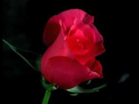 Rose gif