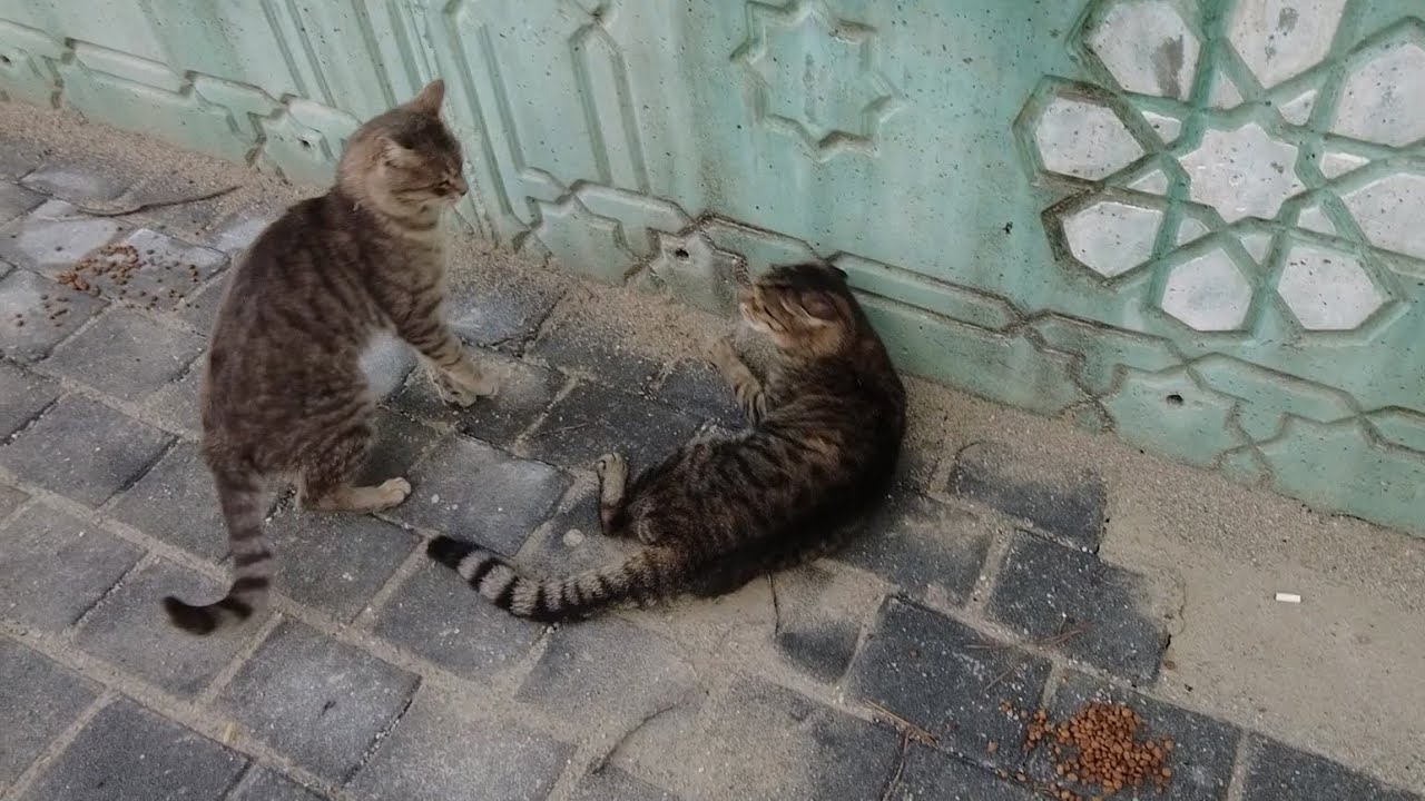 Hungry Cats Want To Eat Food But Gray Male Cat Keeps Attacking Them ...