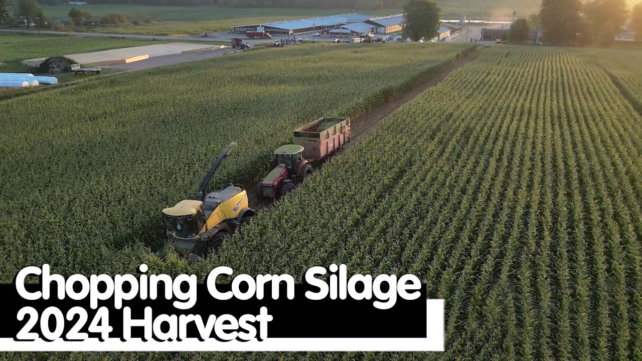 Chopping Corn Silage 2024 Harvest - YouTube