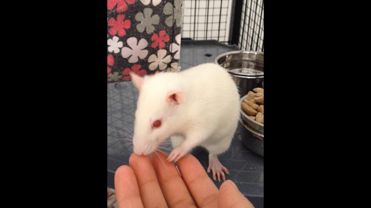 Ratoune Sansa 2 - YouTube