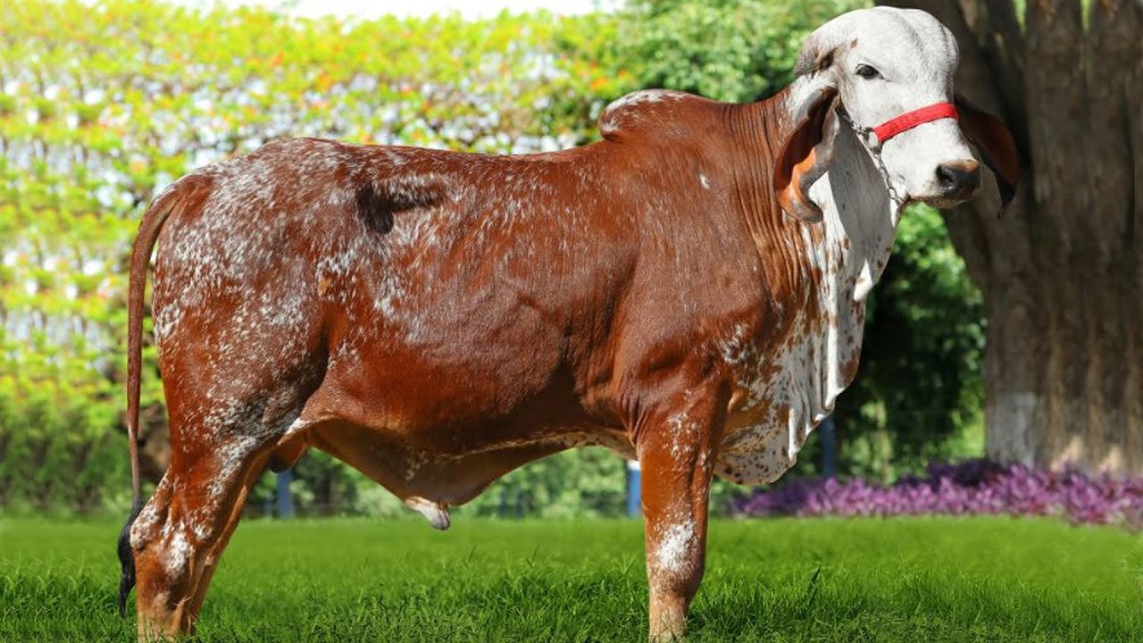 🔴 TORO Gyr ESMERO Los Mejores TOROS GYR // GADO GIR LEITERO - YouTube