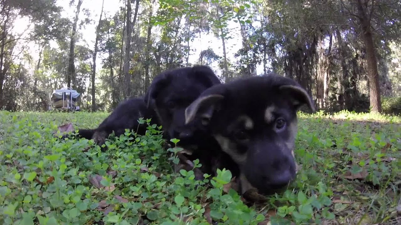 German Shepherd Puppies (9 Weeks Old) - YouTube