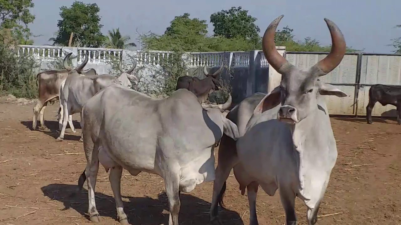 Kankrej cow - YouTube