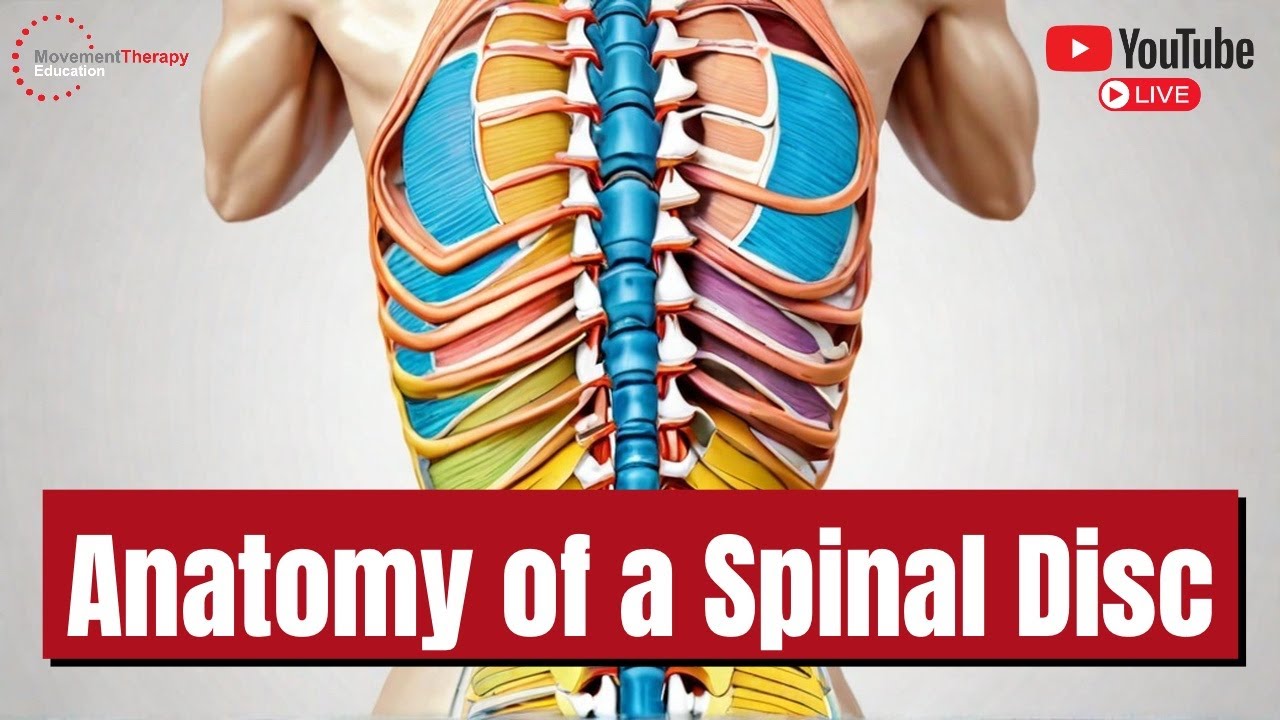 The Ultimate Guide to Spinal Discs - YouTube