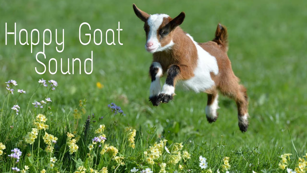 Happy Goat Sound Effects HD 4k... - YouTube