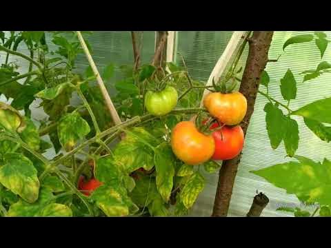 Помидоры, сорт "взрыв" - YouTube