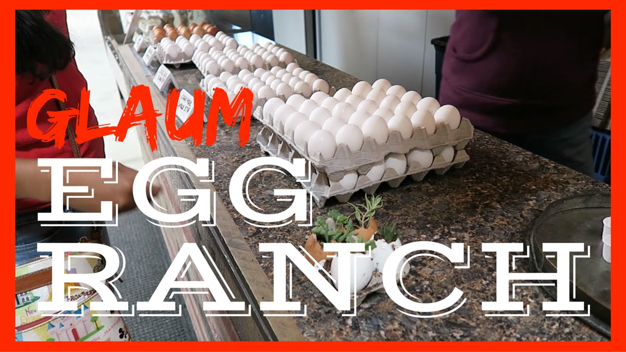 A Visit to Glaum Egg Ranch in Aptos - YouTube