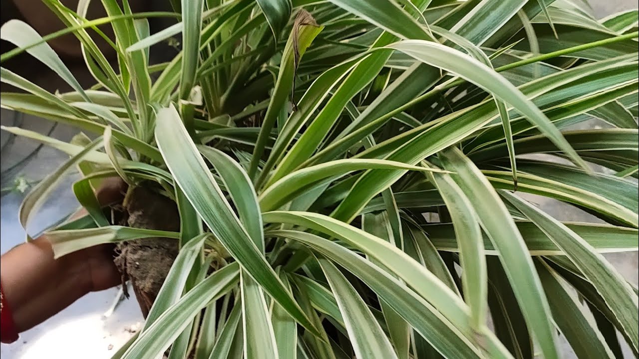 Spider plant care||How to grow and propagate Spider plant? स्पाइडर ...