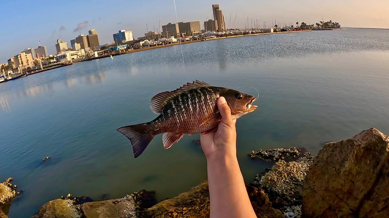 Fishing DOWNTOWN for Mangrove Snapper (Corpus Christi, Tx) - YouTube