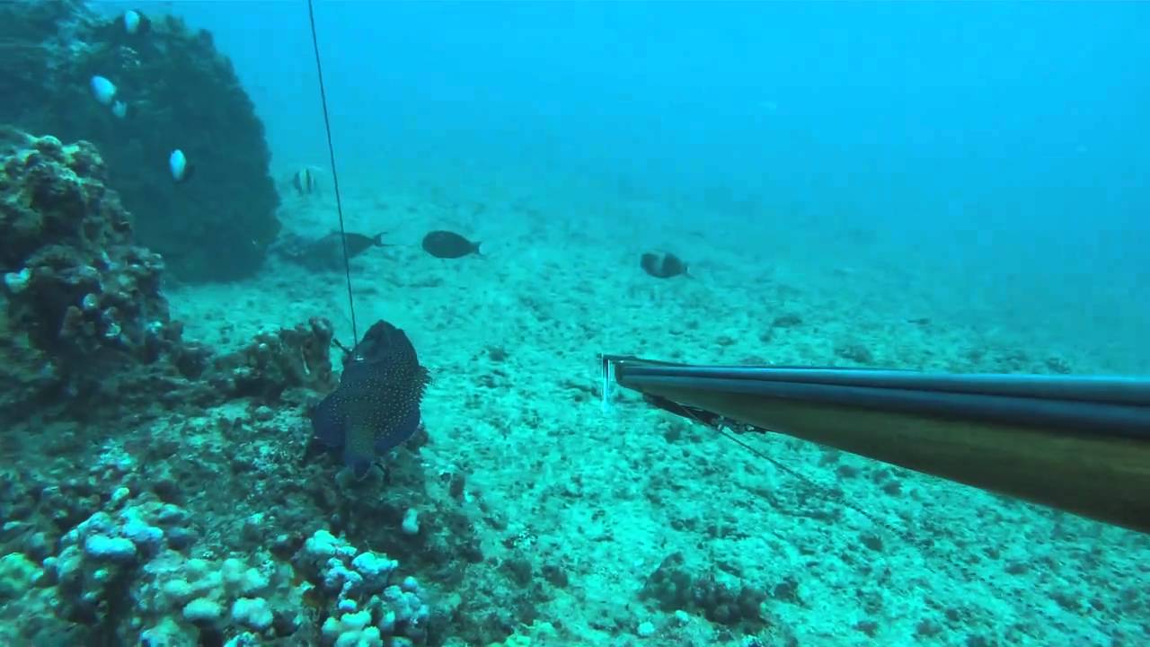 Spearfishing Hawaii HD - YouTube