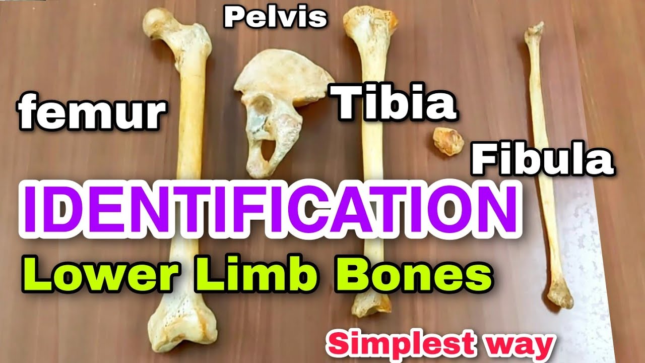 lower limb bones ll identification ll side determination || anatomy of ...