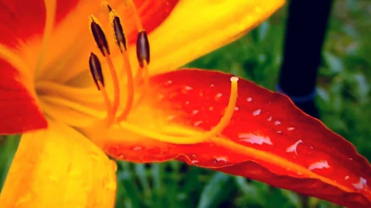 #11829, Una hermosa flor con gotas del rocío [Efecto], Plantas y ...