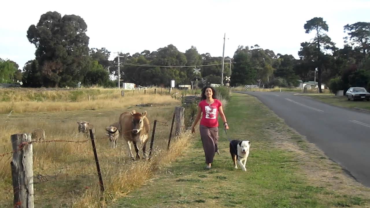 Sheep Following Cute Cow Following Me - YouTube