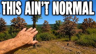 I've Never Seen The Trees Do This In August
