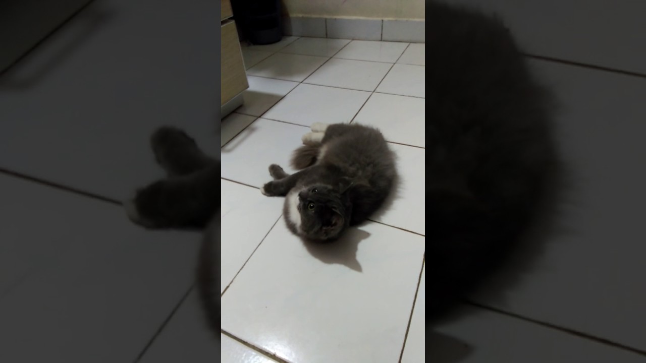 Kucing bengong - YouTube