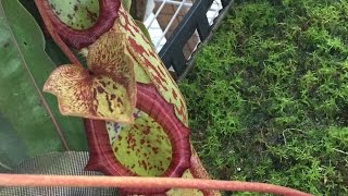 EASY TO GROW NEPENTHES MIRANDA TROPICAL PITCHER PLANT