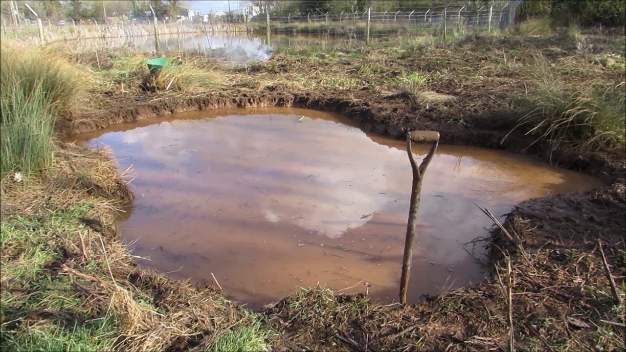 new wildlife pond - YouTube