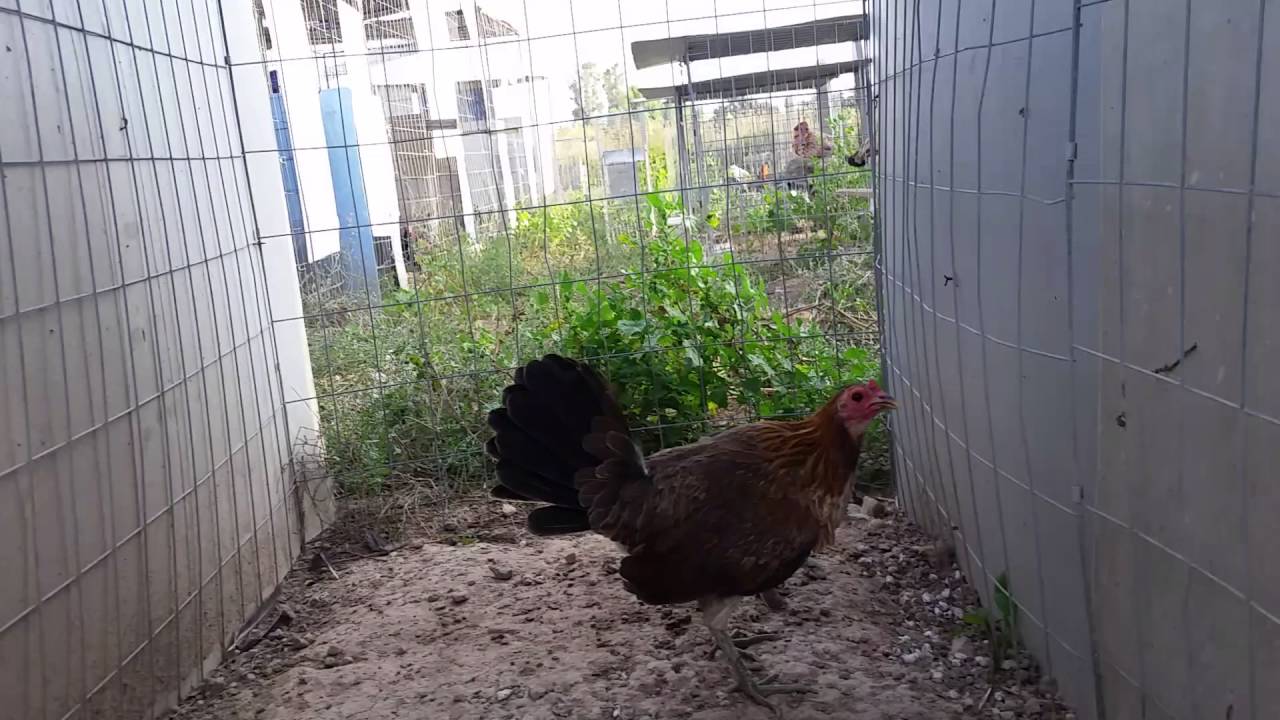 Gallina hatch gary gilliam - YouTube