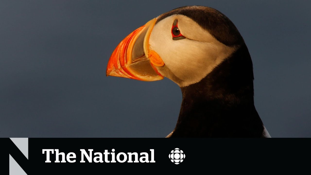 Thousands of Atlantic puffins die in North America's largest puffin colony - YouTube