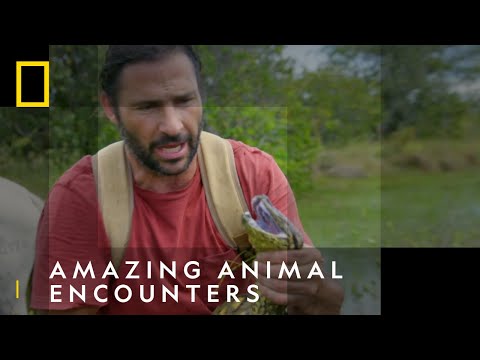 The Amazing Animals Of The Amazon | Primal Survivor: Escape The Amazon | National Geographic UK