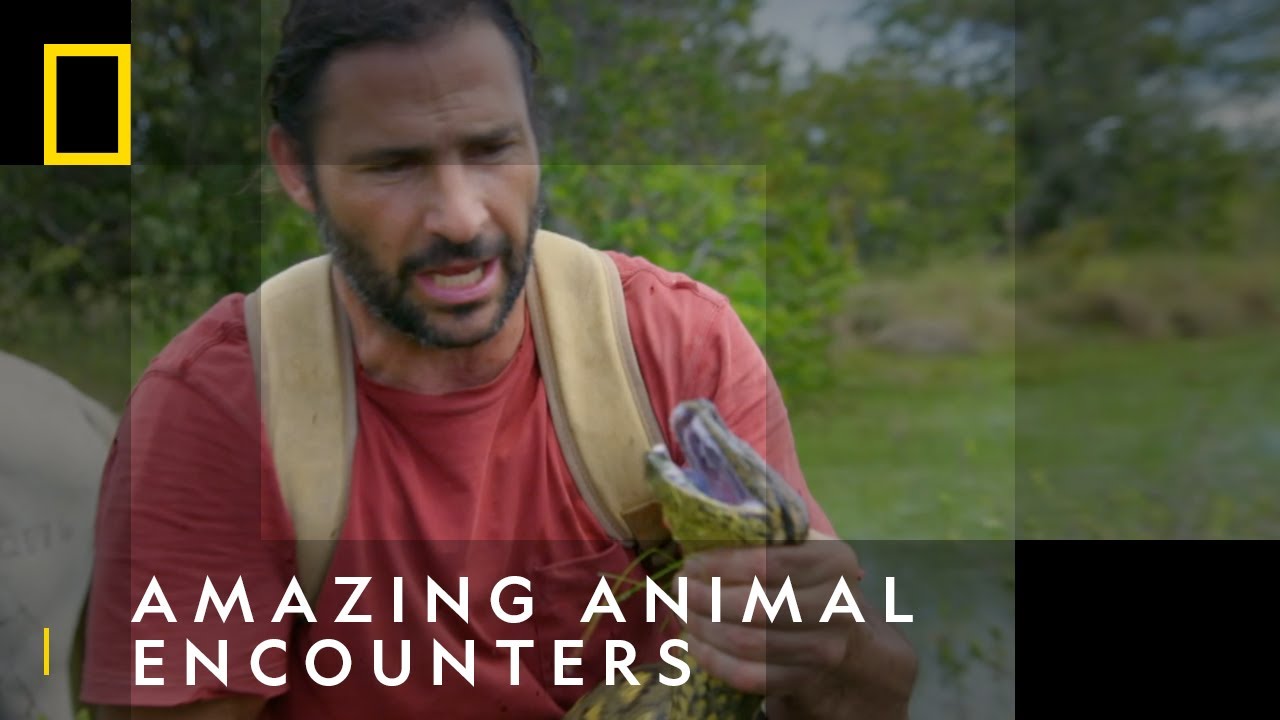 The Amazing Animals Of The Amazon | Primal Survivor: Escape The Amazon ...