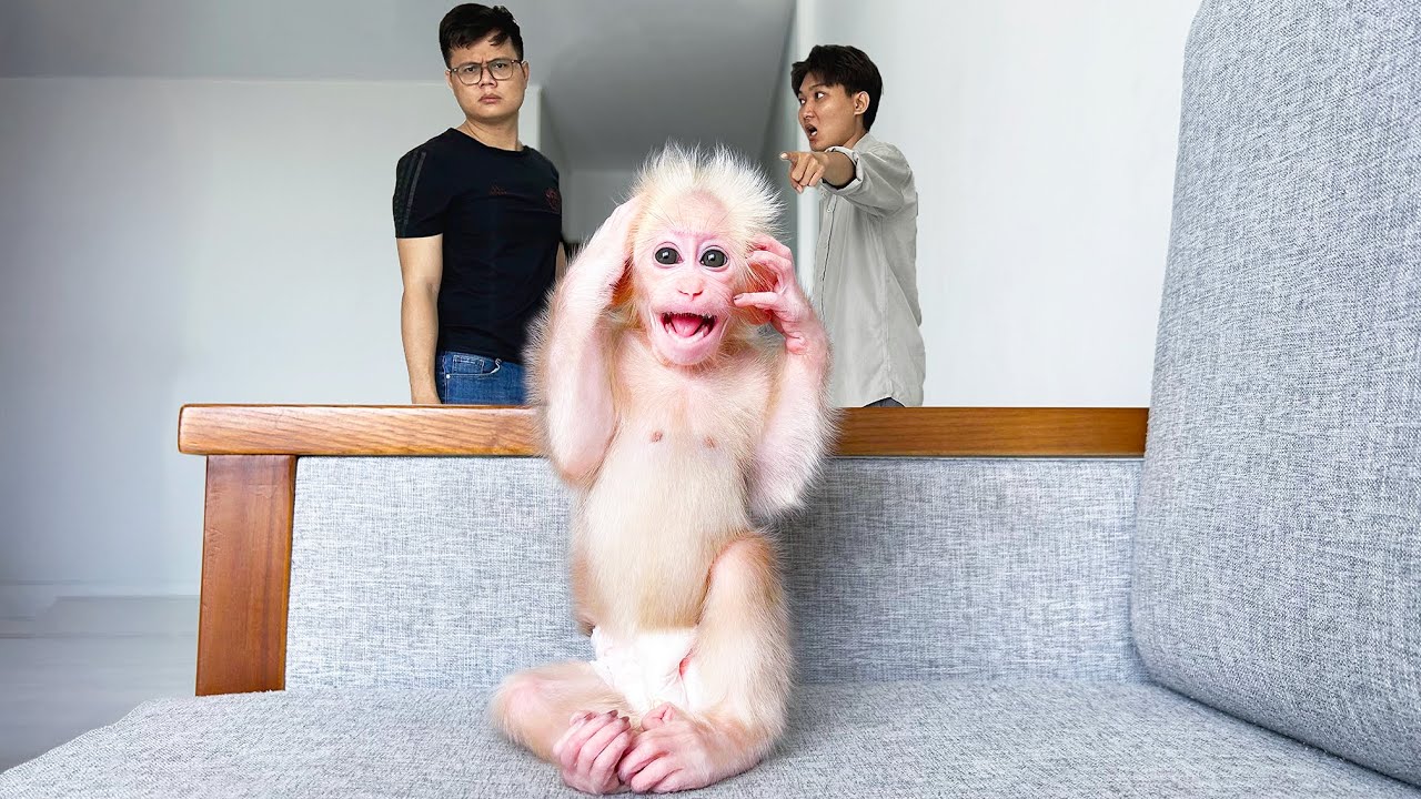 Monkey Baby Molly looks terrified when Dad questions his brother! - YouTube