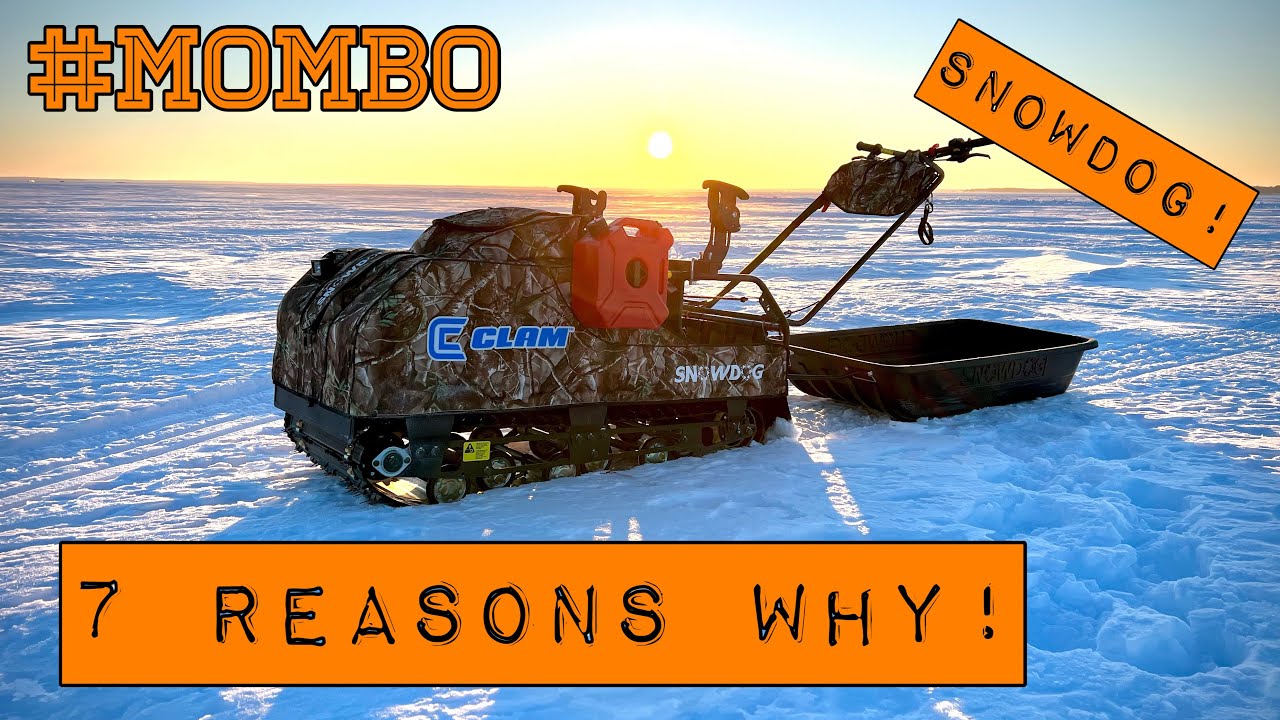 7 Reasons Why I Chose To Go With A Snowdog. - YouTube