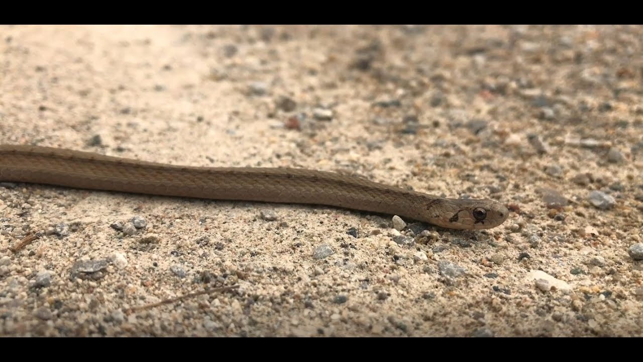 DeKay's Brown Snake Encounter - YouTube