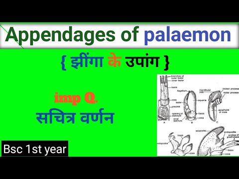 #Appendages of palaemon ( prawn ) |Bsc 1st year | arthropods ...