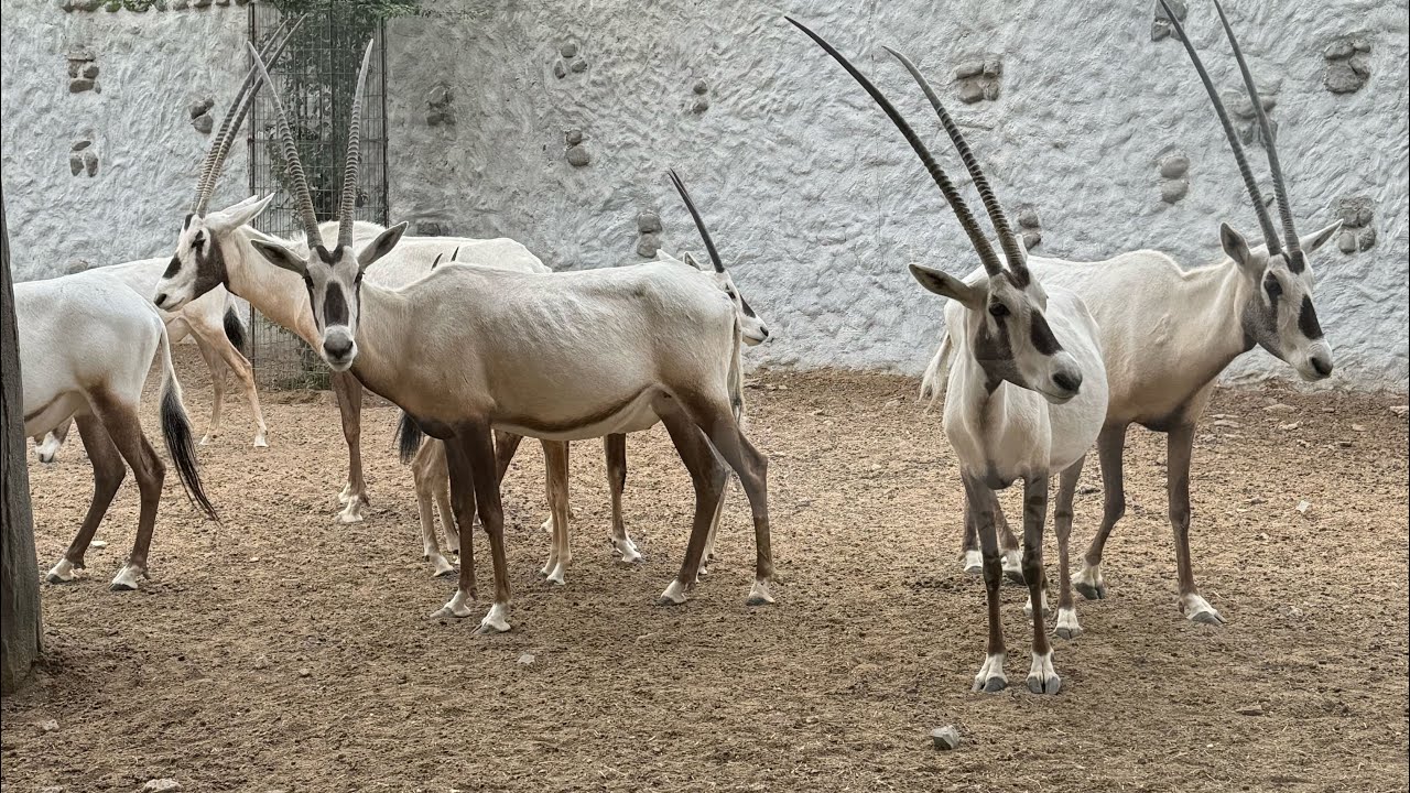 Saffari world (zoo) oman,Ibra #youtube#youtubeshorts #oman - YouTube