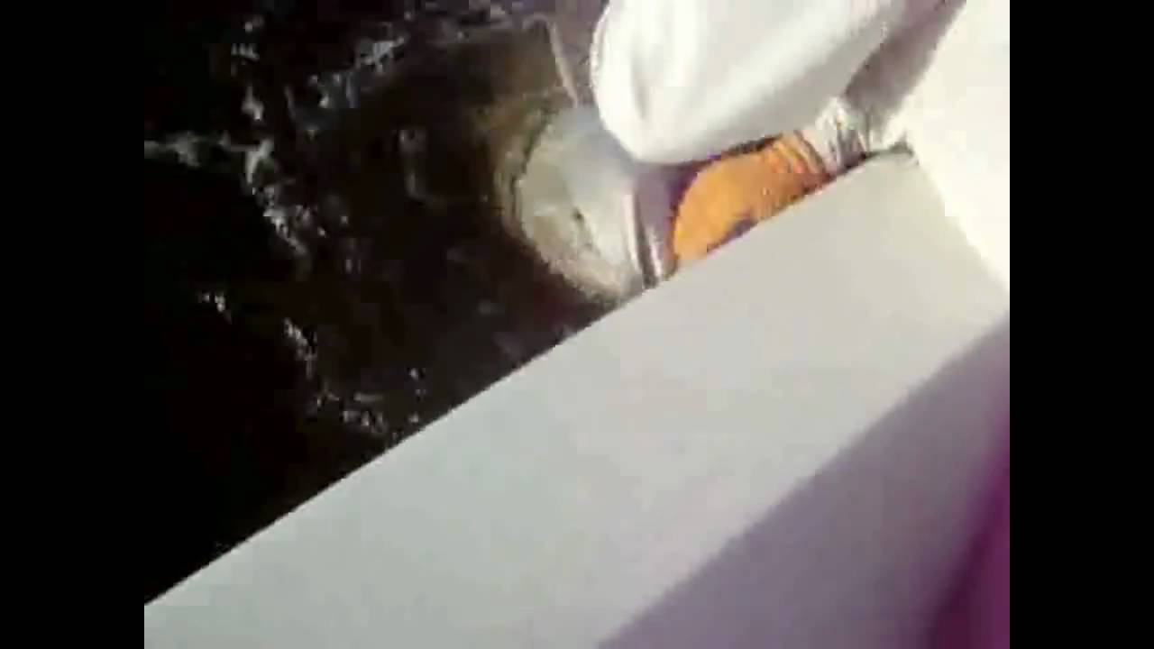 HUGE Bull Redfish 45 inches 44 pounds in Ponce Inlet - YouTube