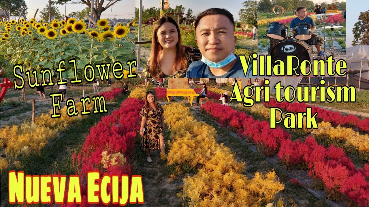 VILLARONTE AGRI-TOURISM PARK San Antonio Nueva Ecija || SUNFLOWER FARM ...