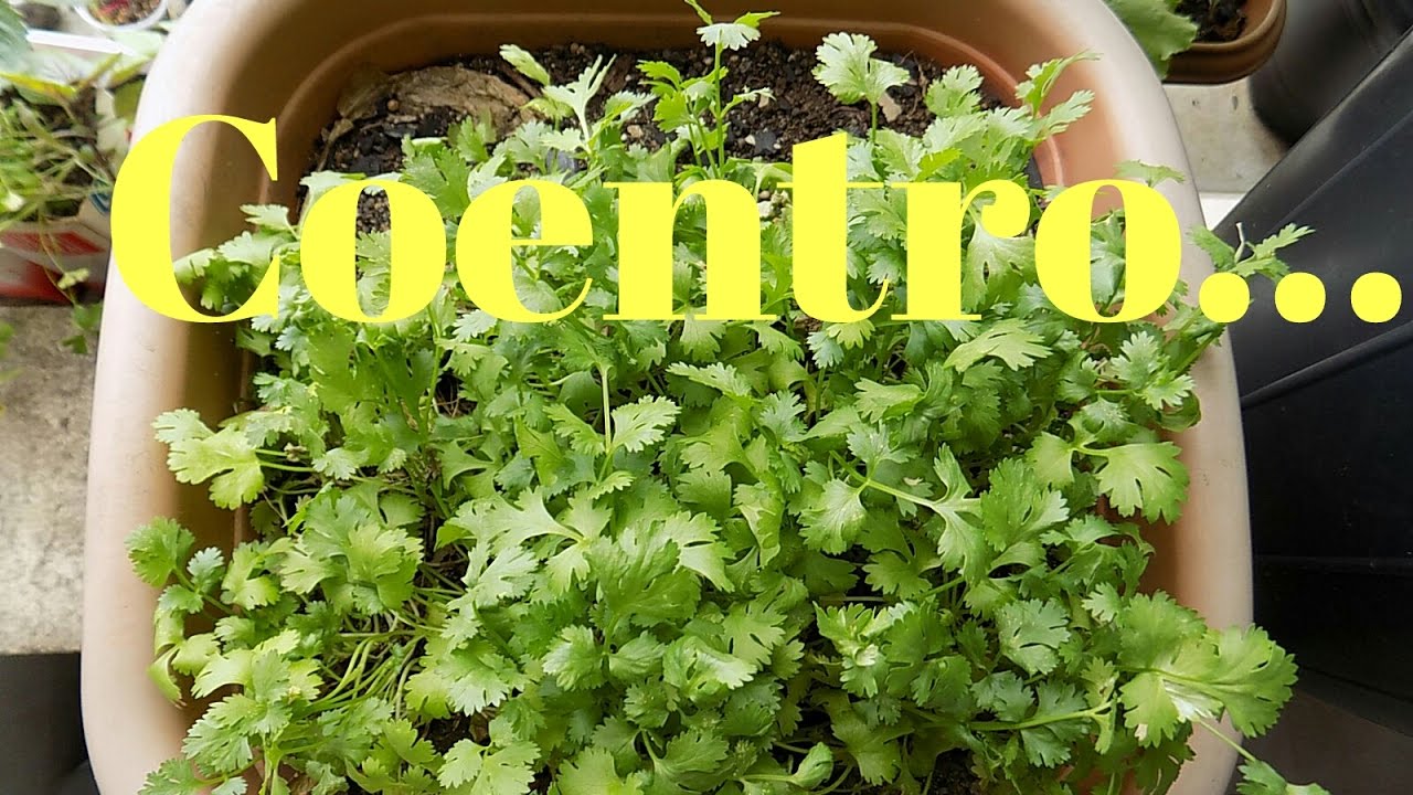 Como Plantar Coentro da Forma Mais Facil (inicio,meio,fim) - YouTube
