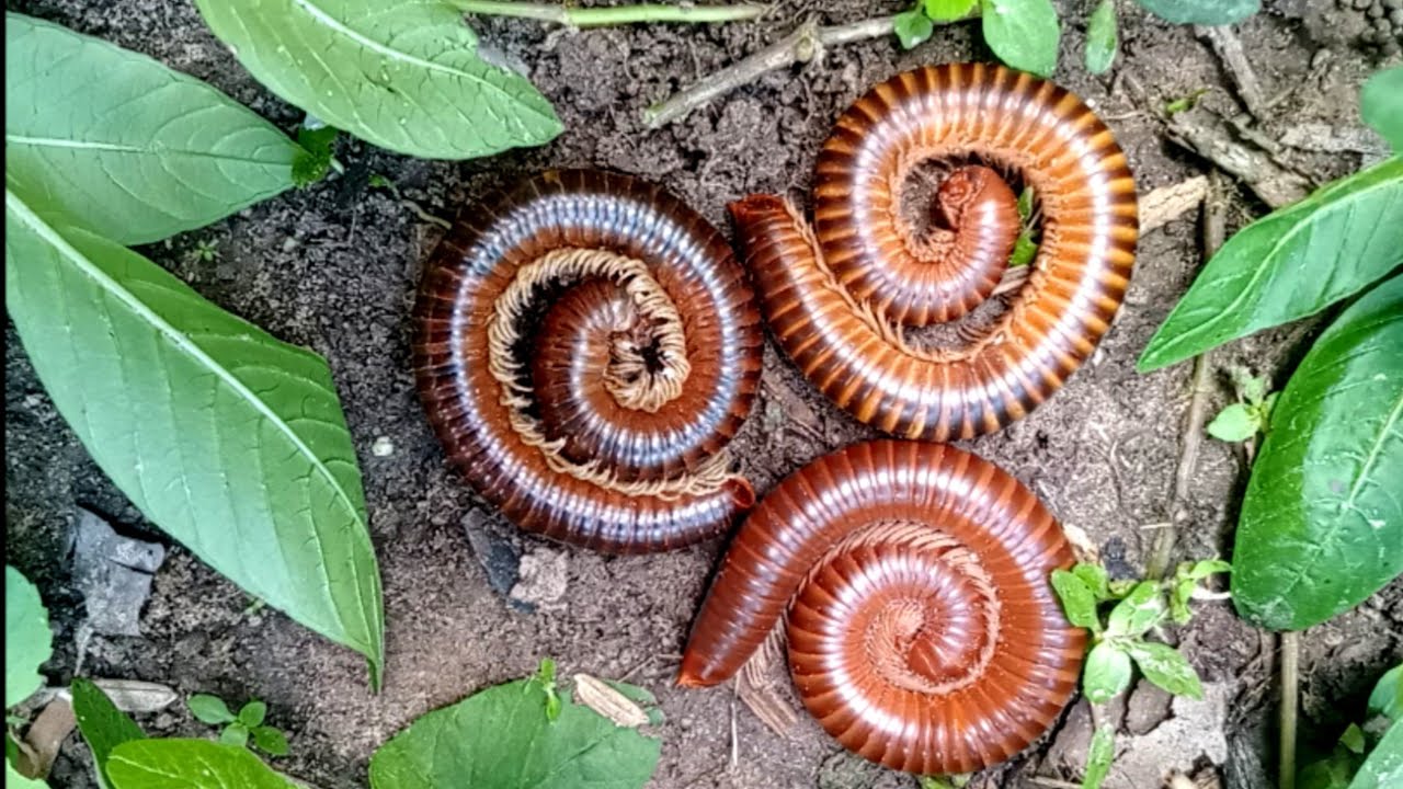 Three Millipedes Sleeping well - YouTube