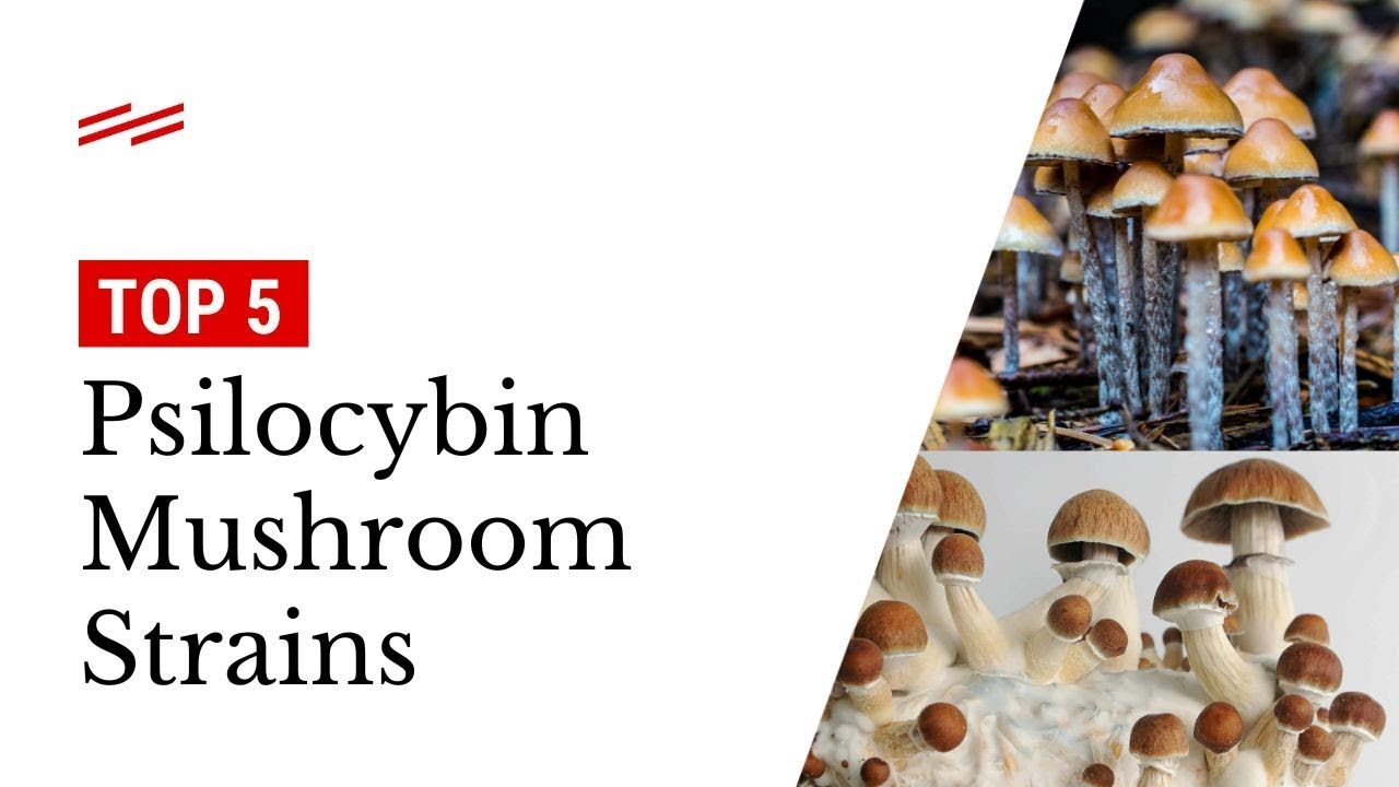 The 5 Most Popular Psilocybin Mushroom Strains YouTube the-5-most-popular-psilocybin-mushroom-strains-youtube