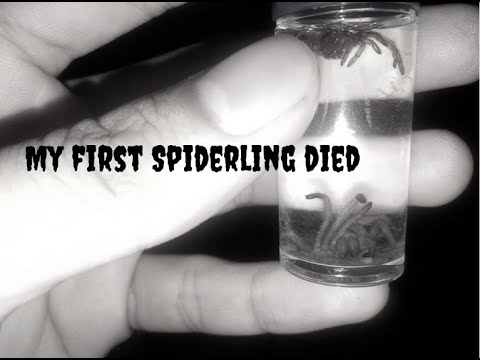 My first spiderling died | Preserving in alcohol | Vlog #2 - YouTube