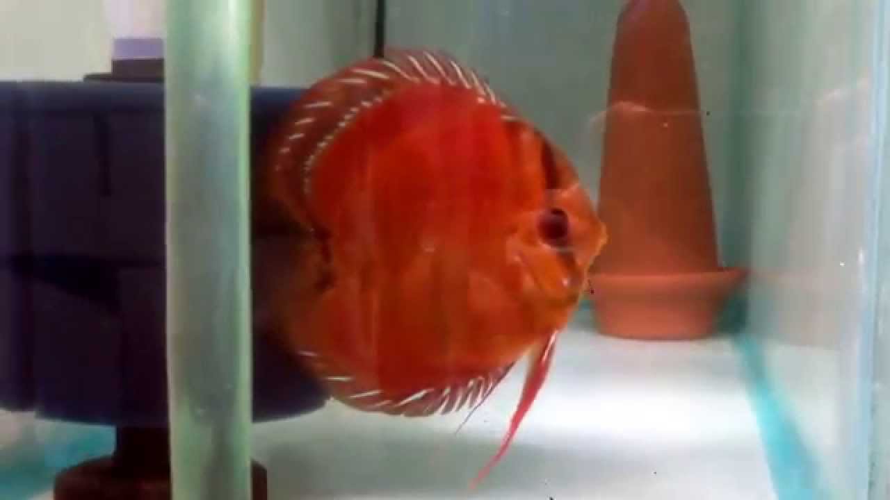 Curipera Cross from Chicagodiscus by Lawrence Soon - YouTube