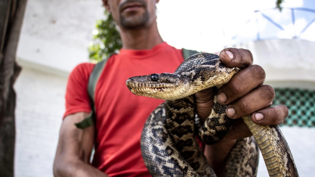 MAJÁ criollo, una MASCOTA poco común en Cuba - YouTube