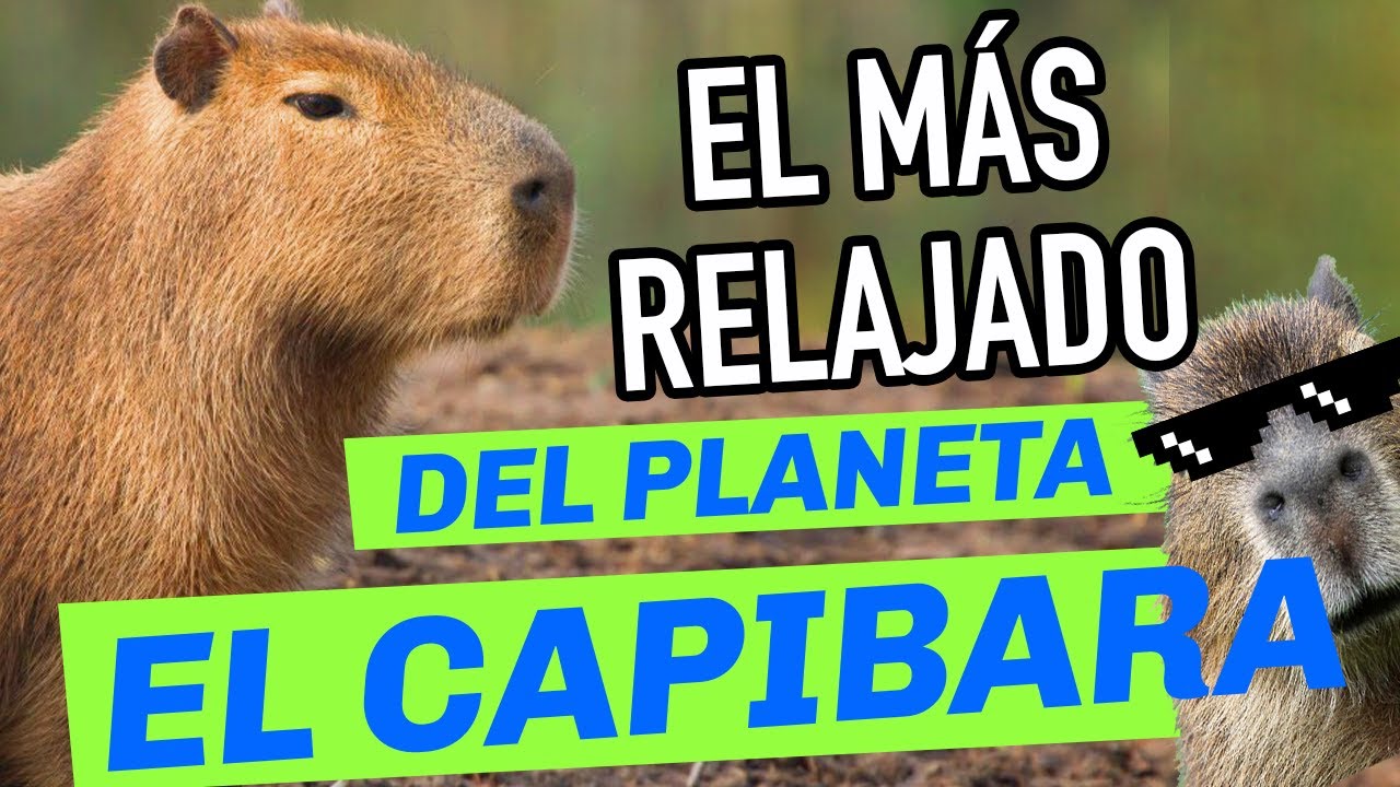 Descubre al Capibara, el REY del relax natural! 🦫🌿 - YouTube