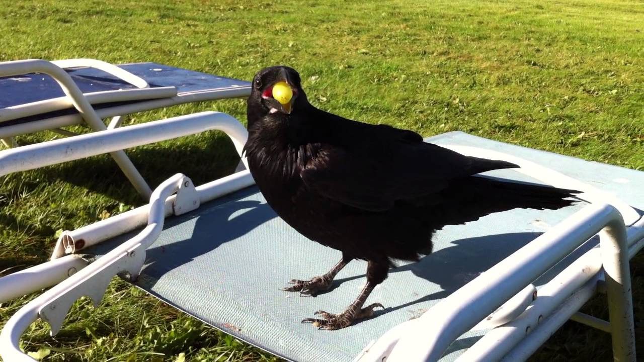 Baby the raven eating grapes - YouTube