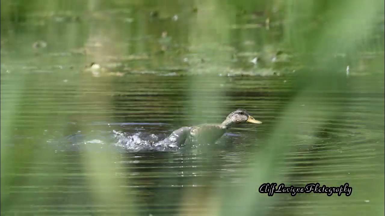 Duck and Snapping Turtle 9/12/24 - YouTube