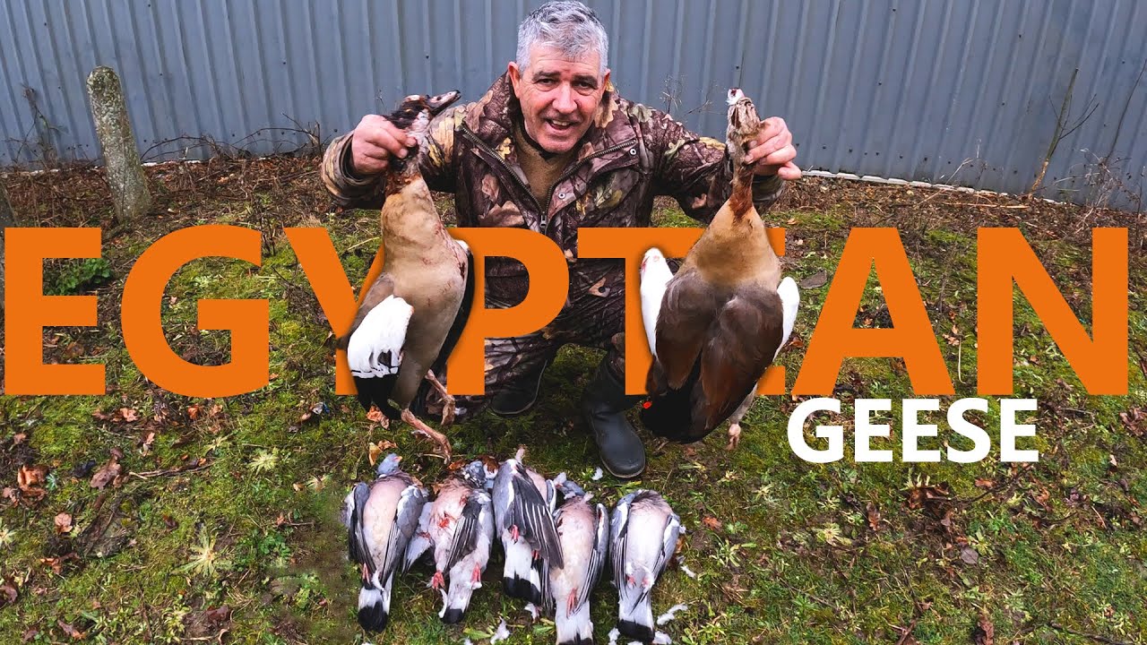 (4K) INSANE SHOTS On 2 EGYPTIAN GEECE With My BSA R10 se FAC #hunting # ...