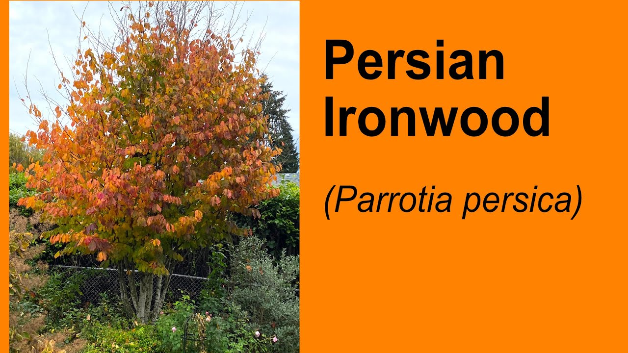 Persian Ironwood (Parrotia persica) Fall Color - YouTube