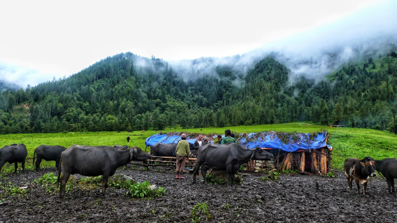 Himalayan Village Lifestyle || Buffalo Hearder Life in Catle Shed in ...
