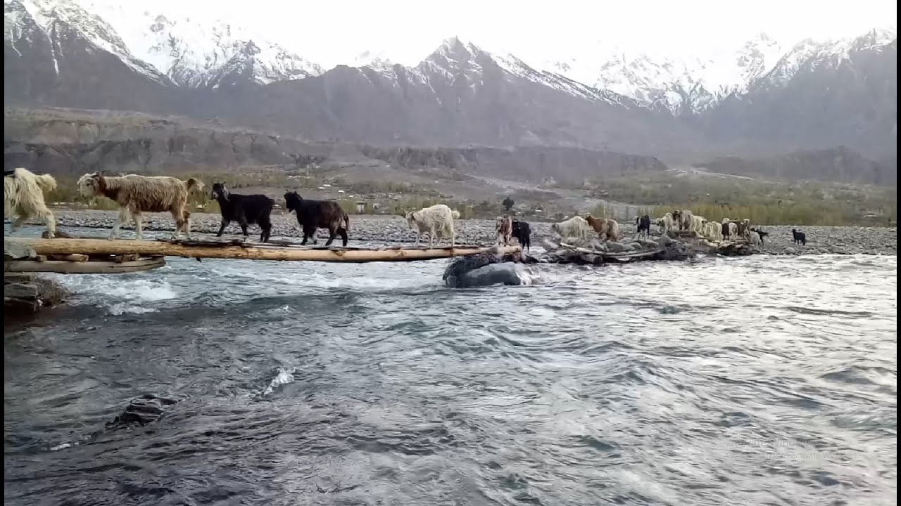 Animals crossing river by dangerous bridge | Animals in Village GB ...