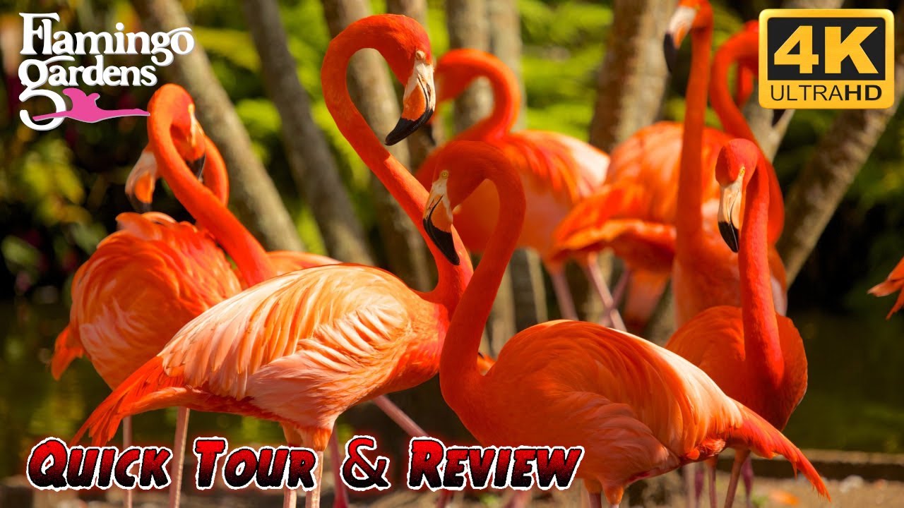 I go on a Quick Tour of Flamingo Gardens in Davie, Florida! 4K ...